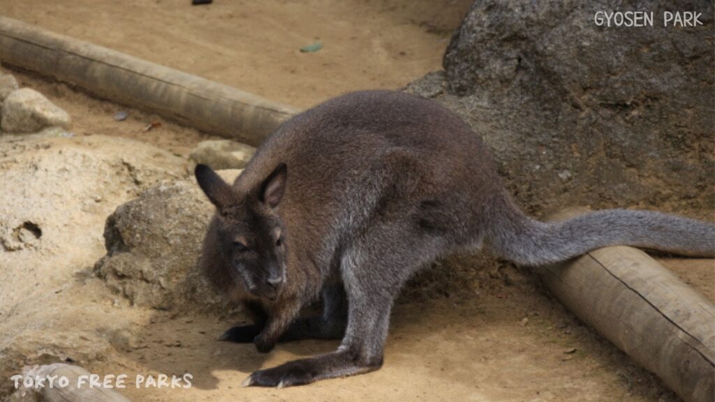 GYOSEN PARK – A Paradise with a Zoo and Japanese Garden | Edogawa ...